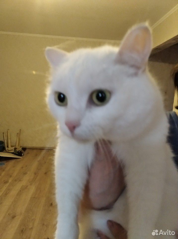 Две замечательные кошки