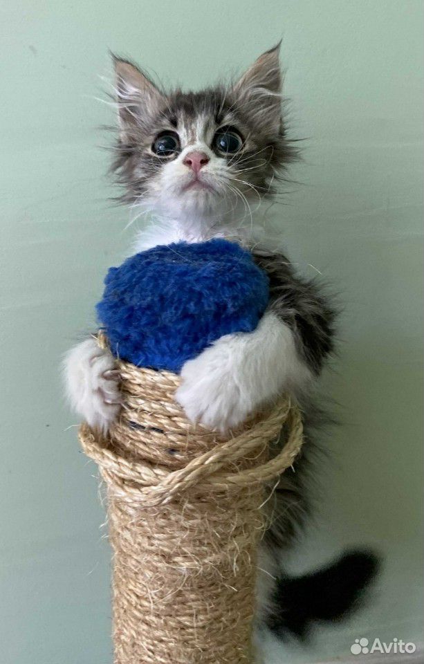 Котенок Маришка с Марса