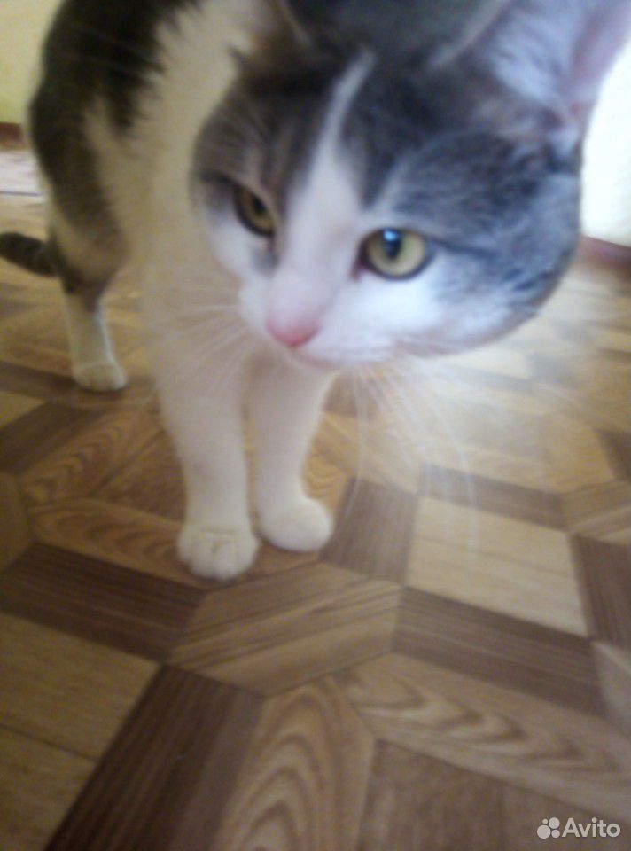 Кот
