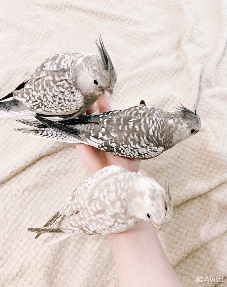 Корелла, птенцы выкормыши