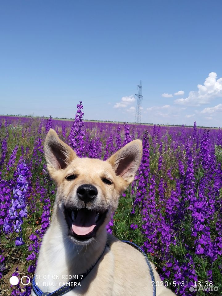Замечательная Ася
