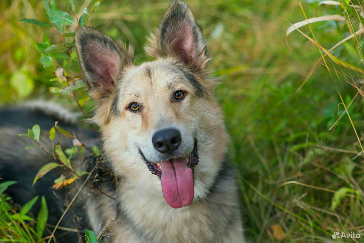 Собака в дар