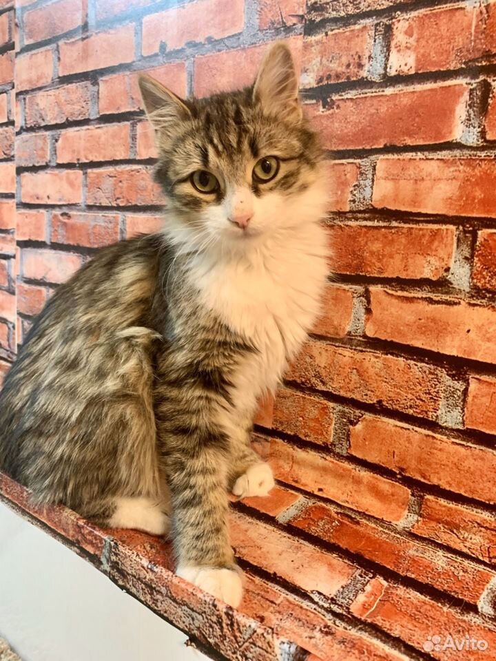 Котёнок Русик 10 мес ищет дом