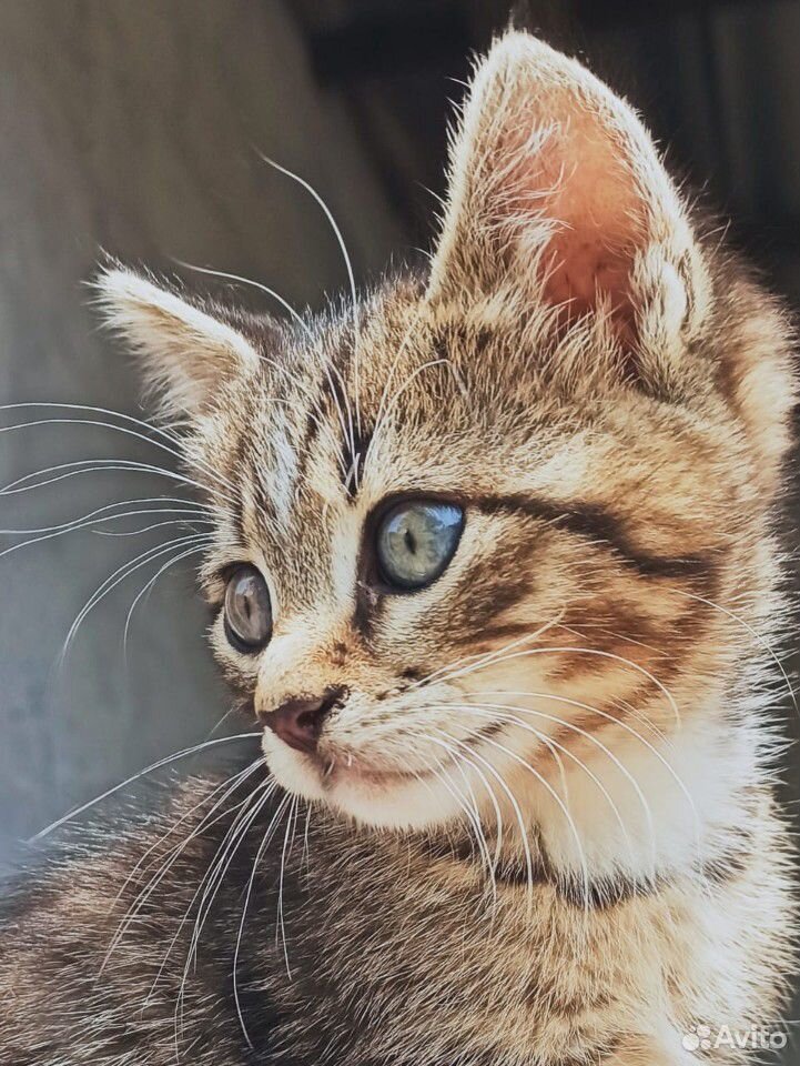 Котята в загородный дом