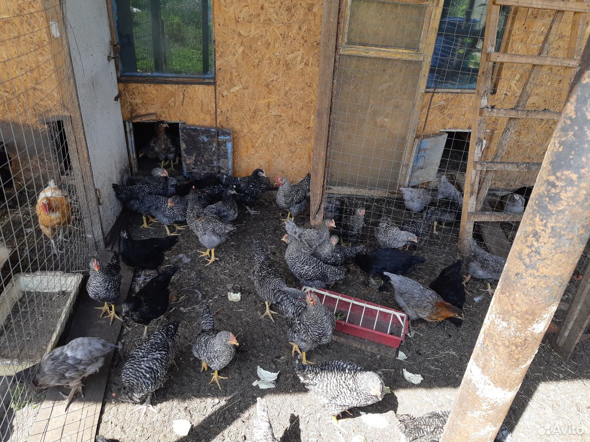 Петушки доминанта