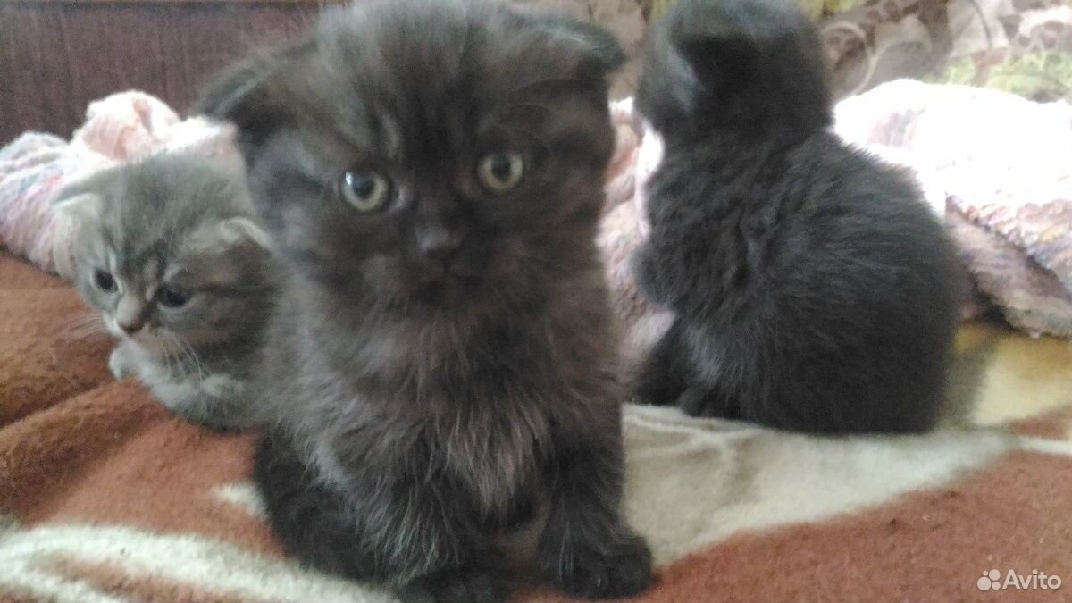 Продам котят