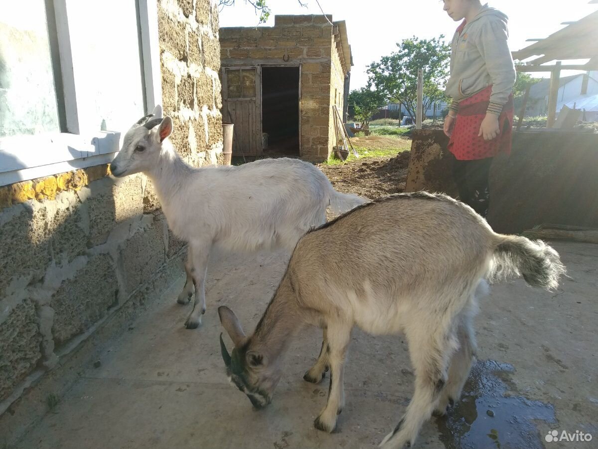 Козочки Альпийские