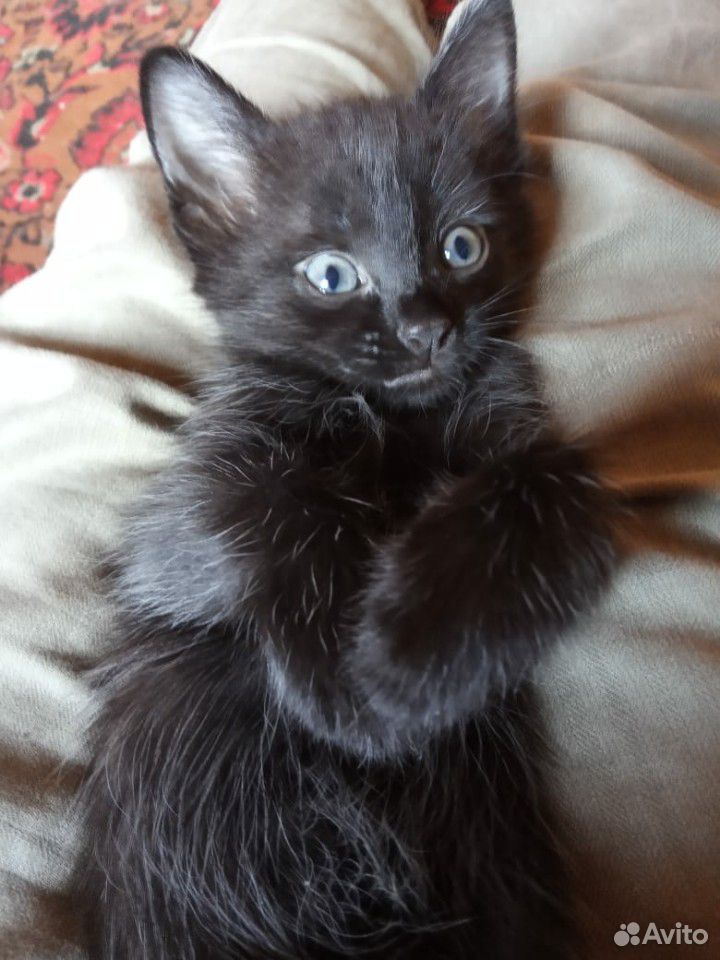 Кошкакотятки