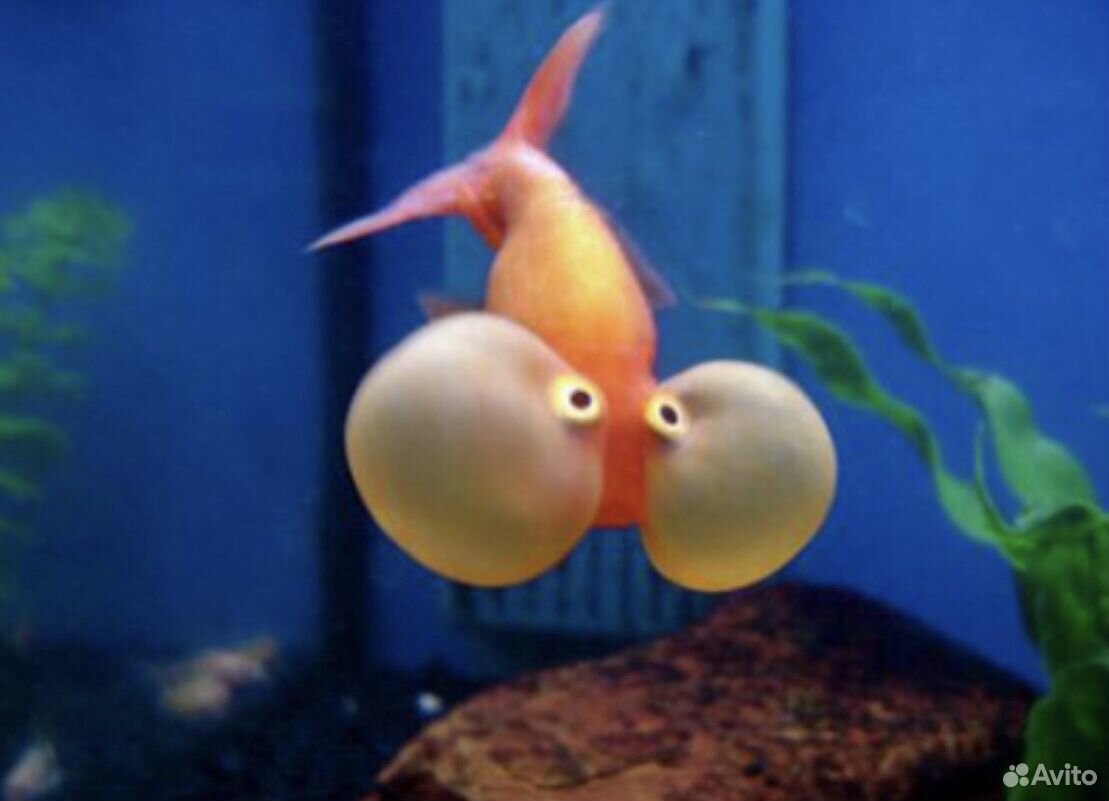 Золотая рыбка водяные глазки