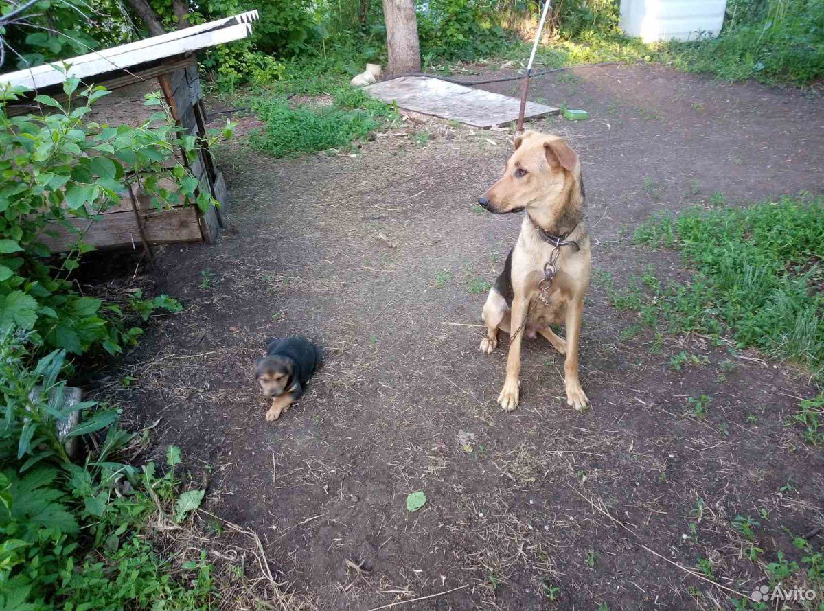 Продатся породный щенок от русской гончей