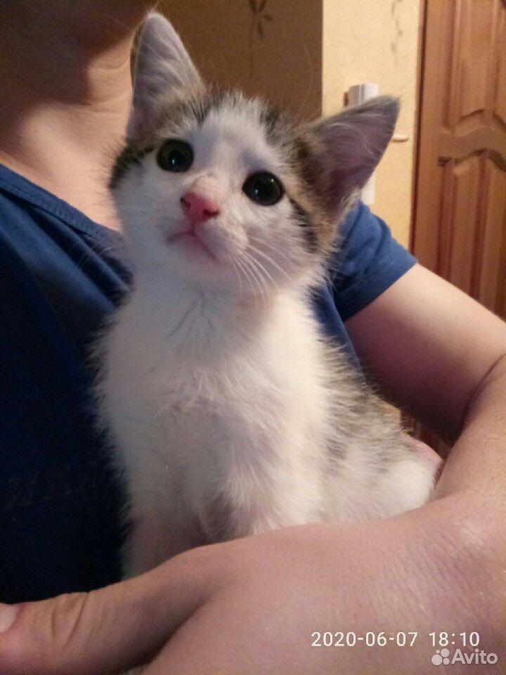 Котик