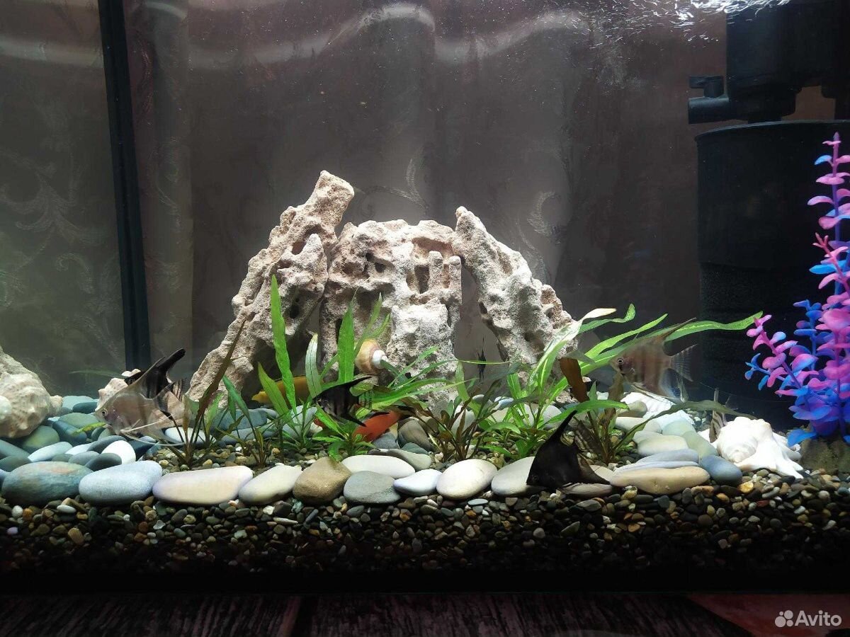 Меченосцы Маланези Скаляри