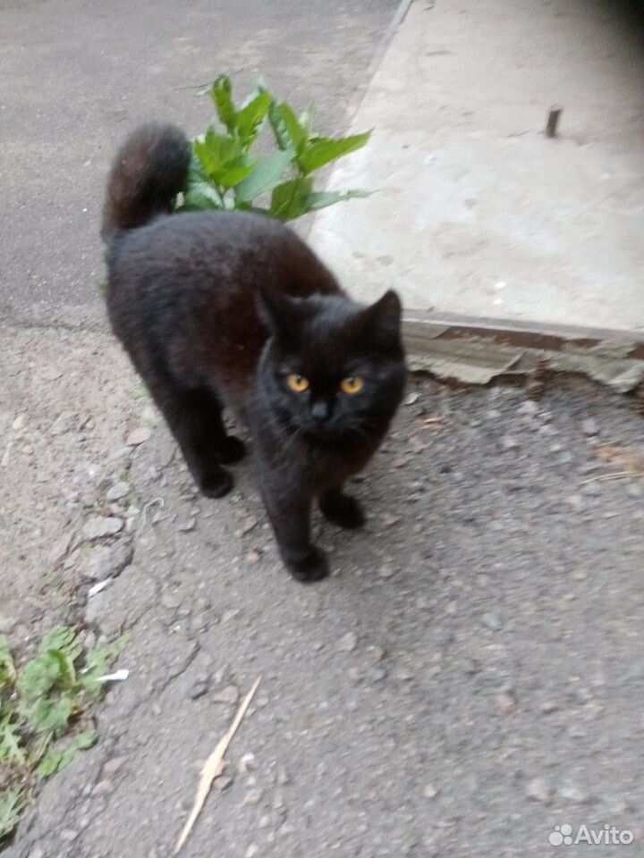 Кошка