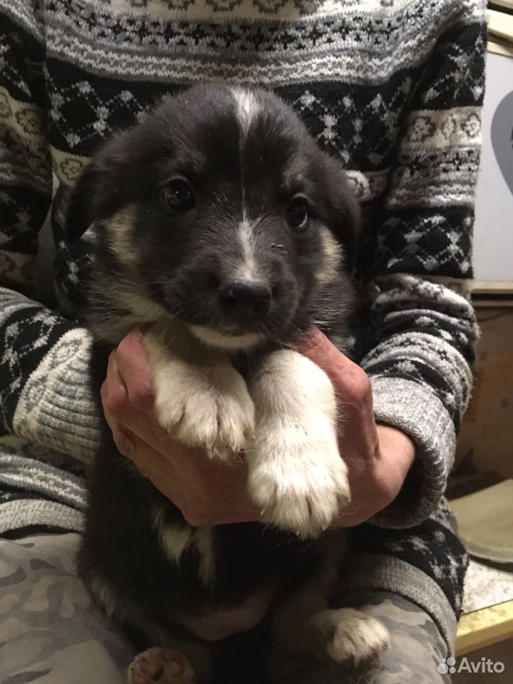 Собака