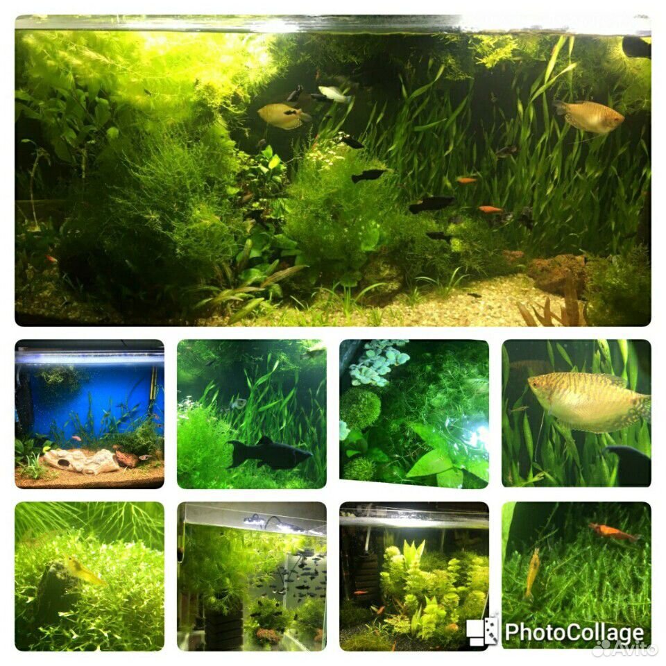 Аквариумные растения и рыбки