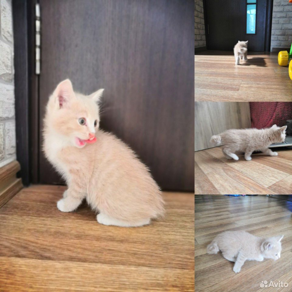 Котит курильский бобтейл