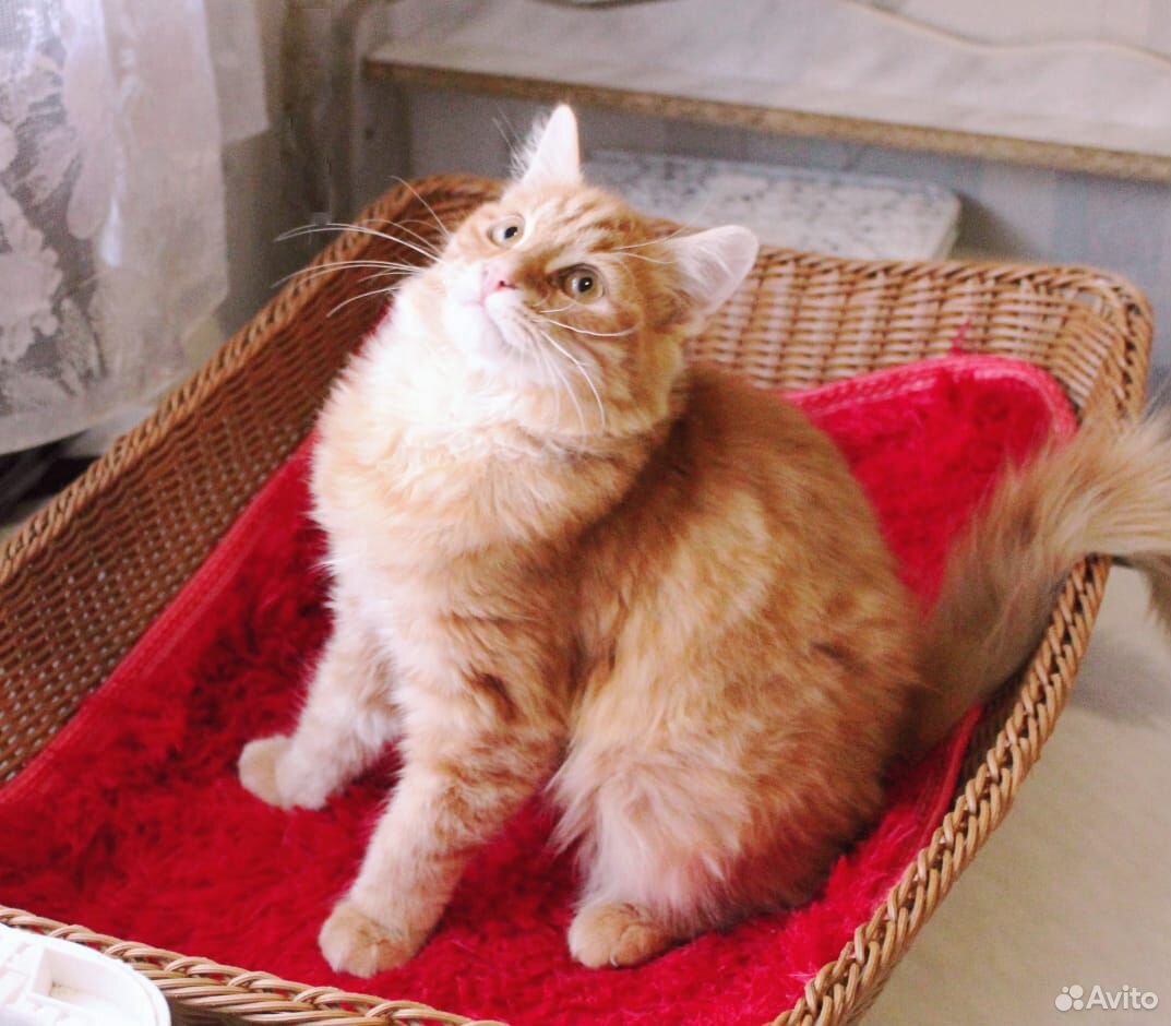 Котенок в дар