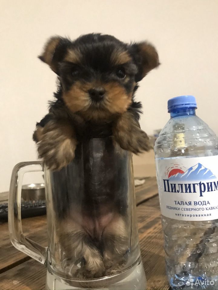 Супер мини детки)