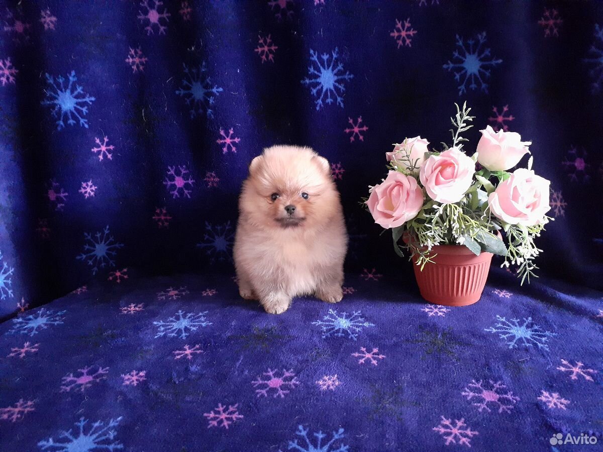 Щенки померанца