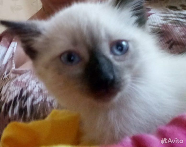Сиамский котик помесь