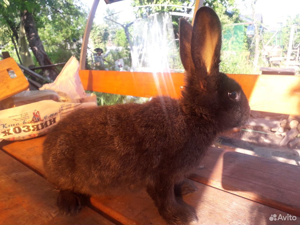 Обмен крольчатами