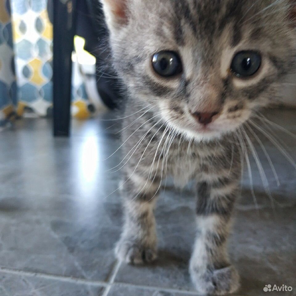 Счастливые котята