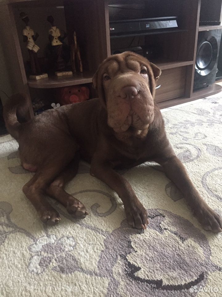 Продам шарпая