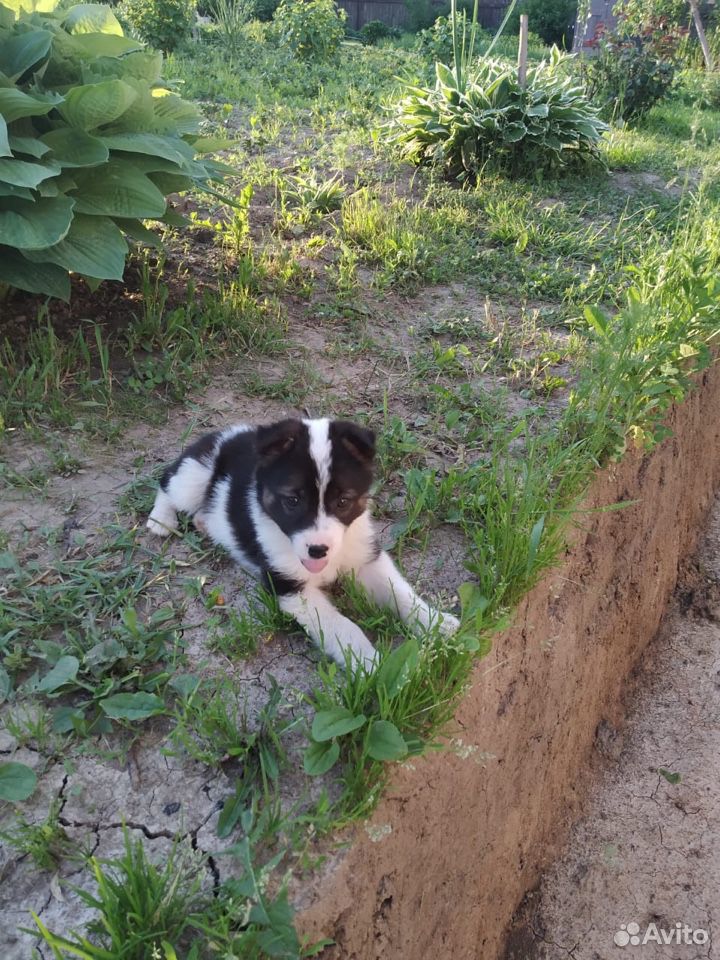 Щенок метис