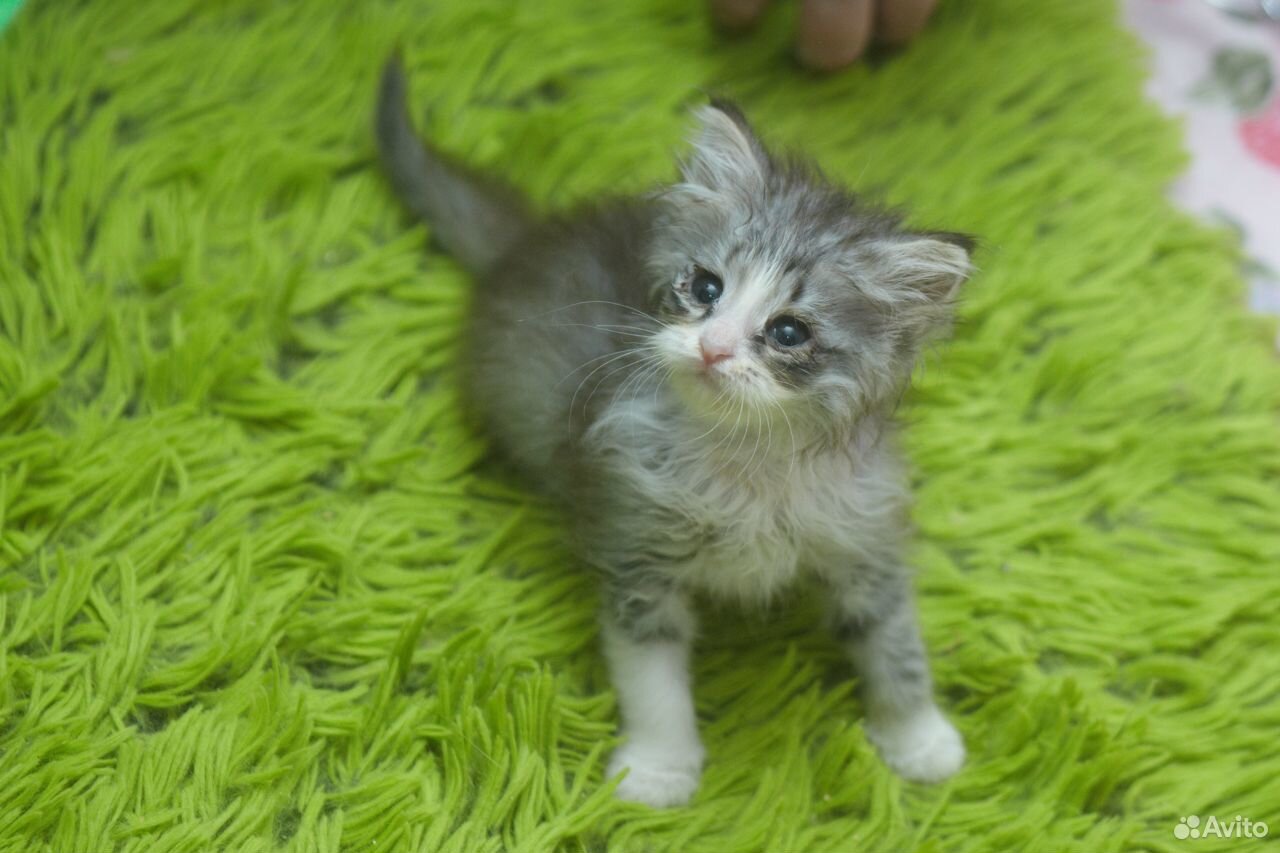 Котенок Маффи, полтора месяца