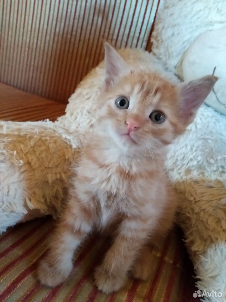 Котик