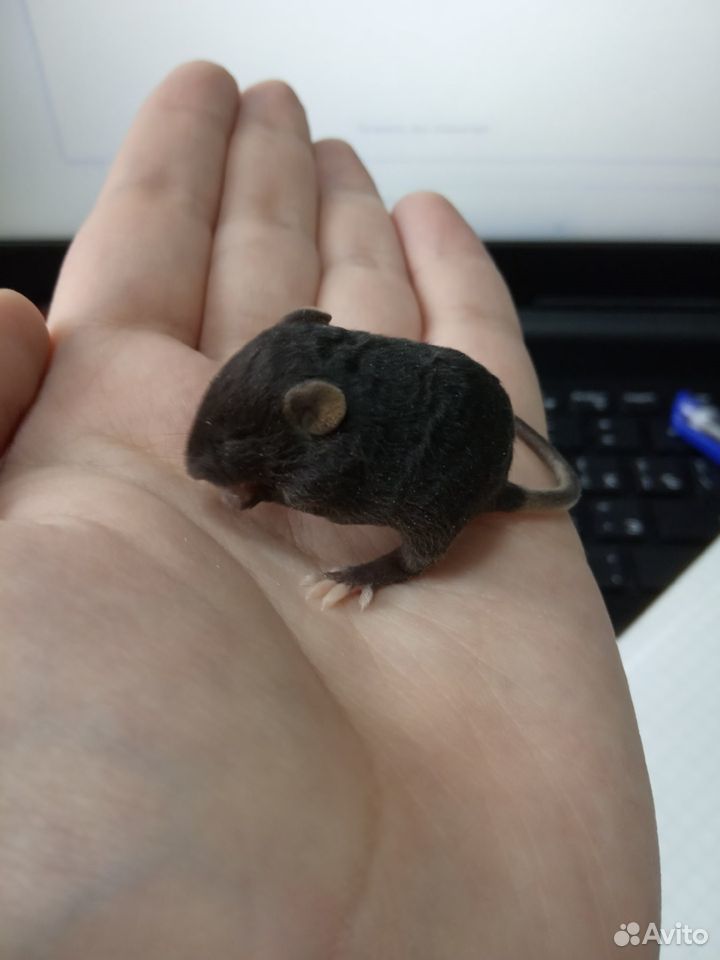 Мышки рекс, сатиновые