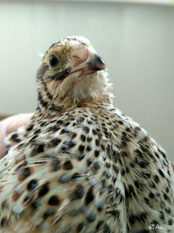 Перепел как птенец