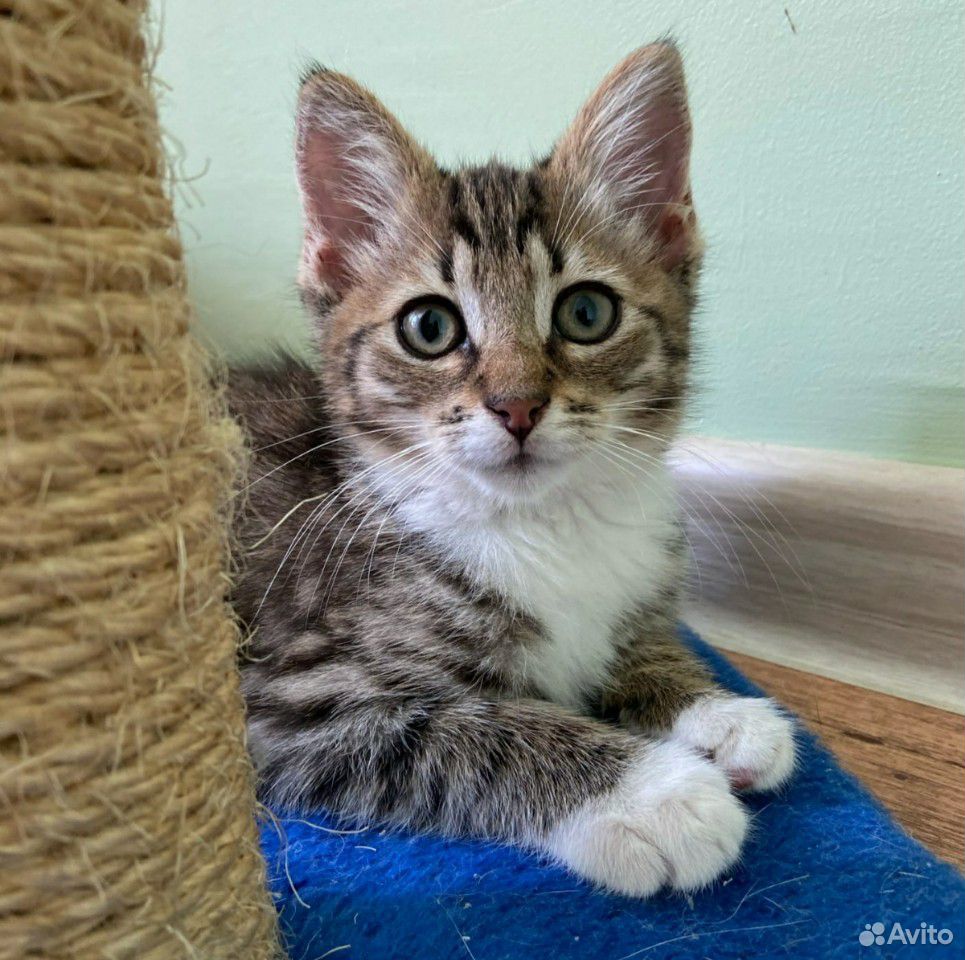 Отличнвй парень ищет дом