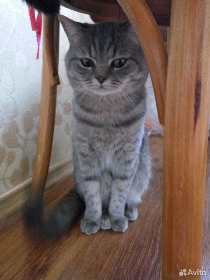 Британец, годовалый кот