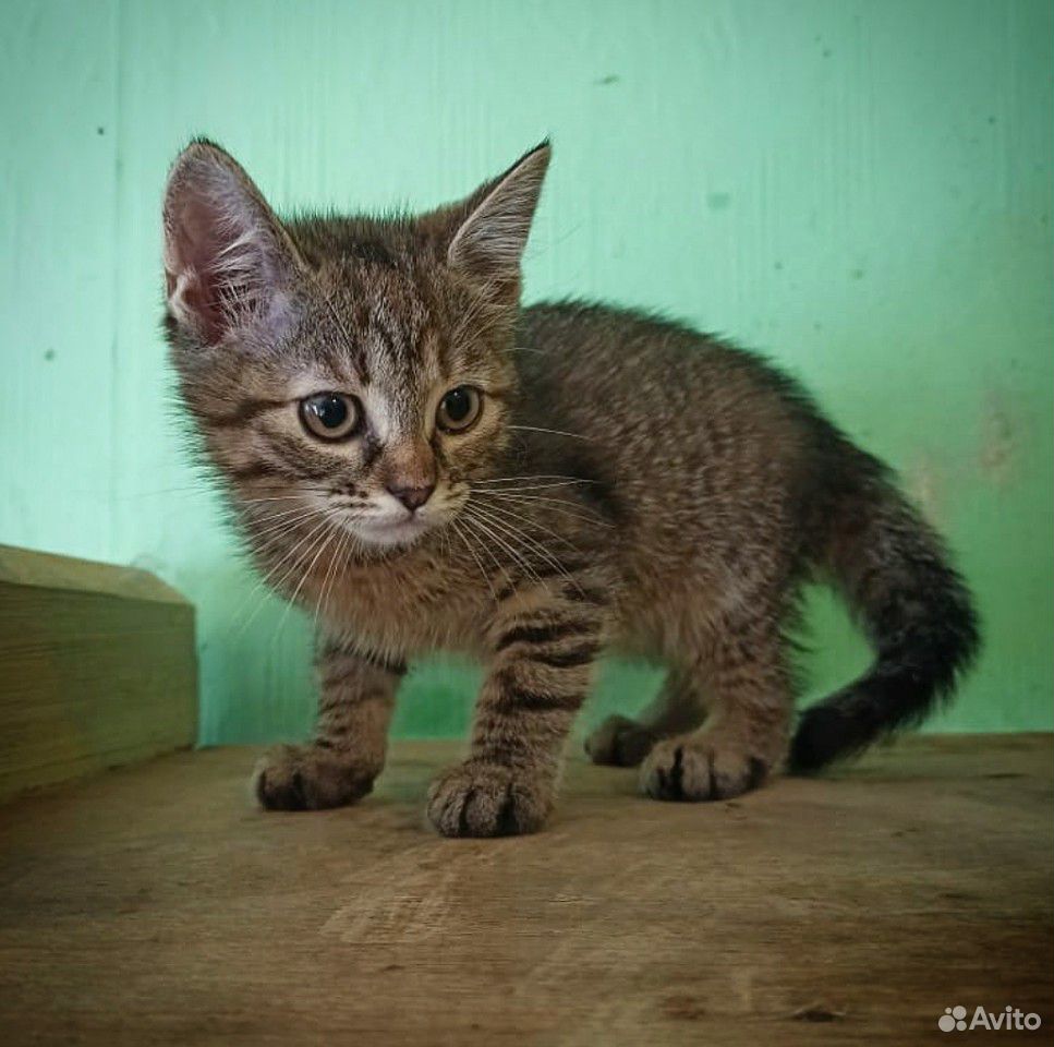 Котенок в добрые руки
