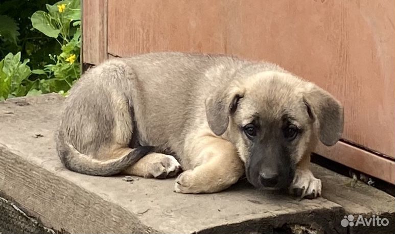 Лапушка Бонни ищет дом