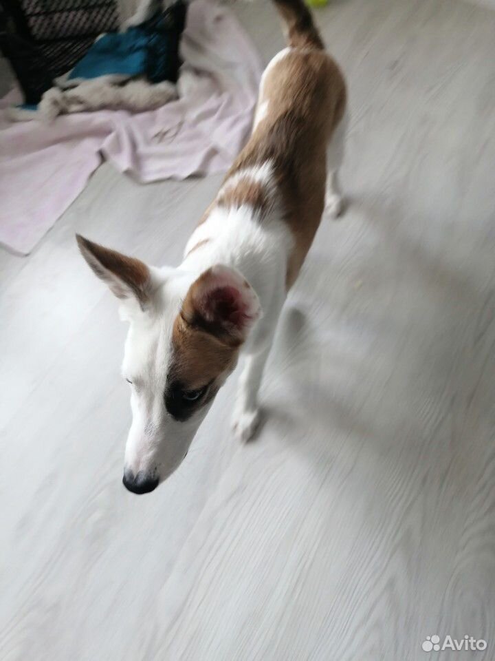 Щенок лайка