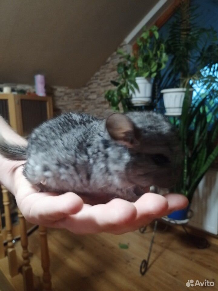 Шиншилла