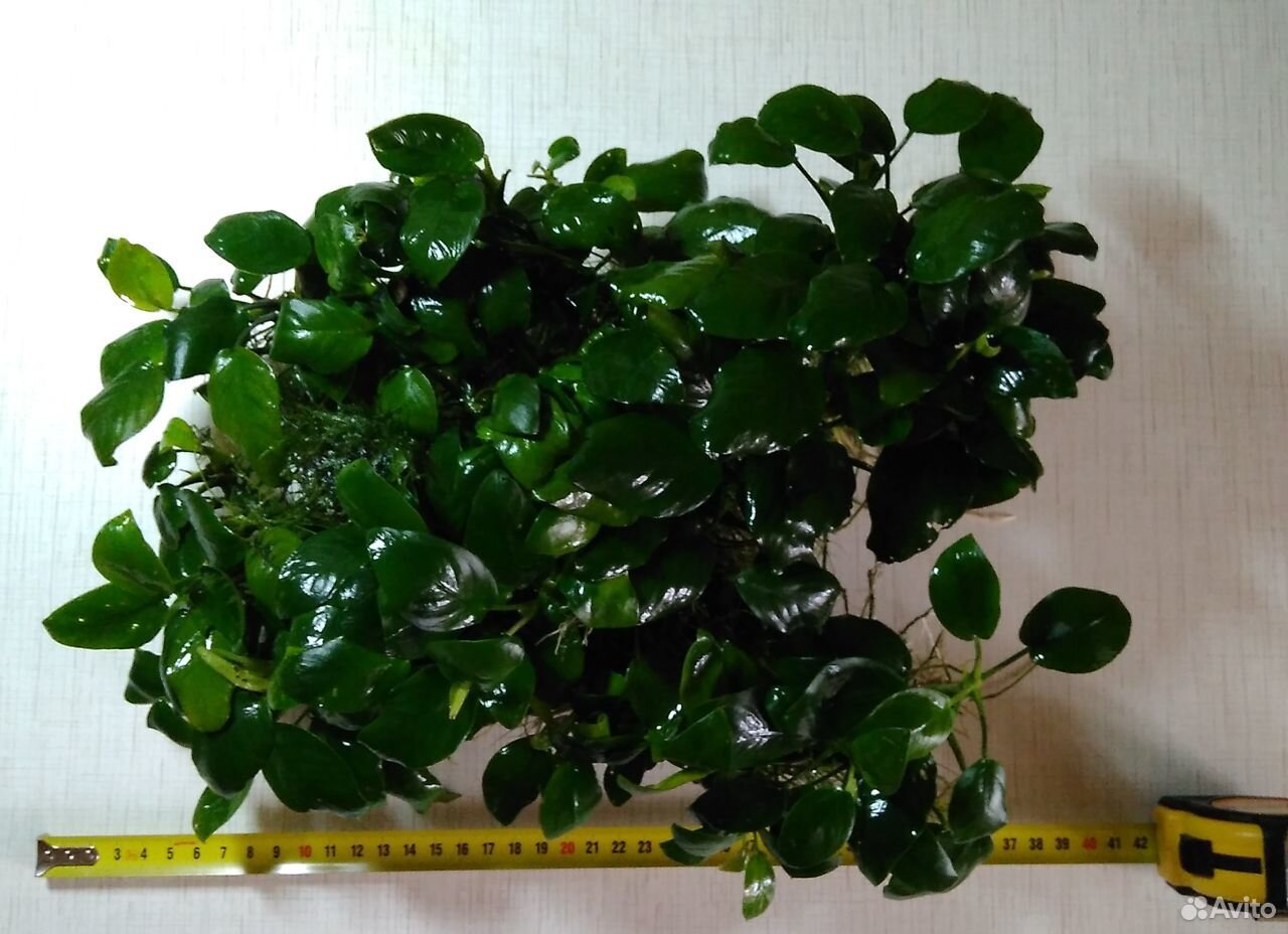 Анубиас Бартера карликовый на коряге