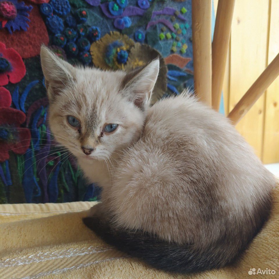 Котенок девочка ждёт своих любимых хозяев