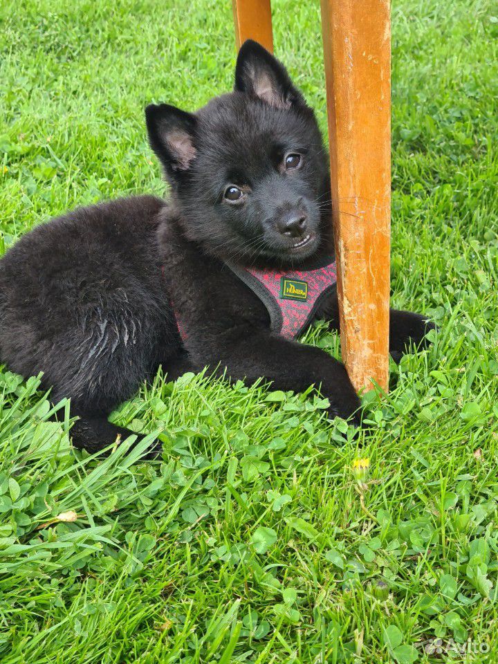 Шипперке, Схипперке(Бельгийская овчарка)