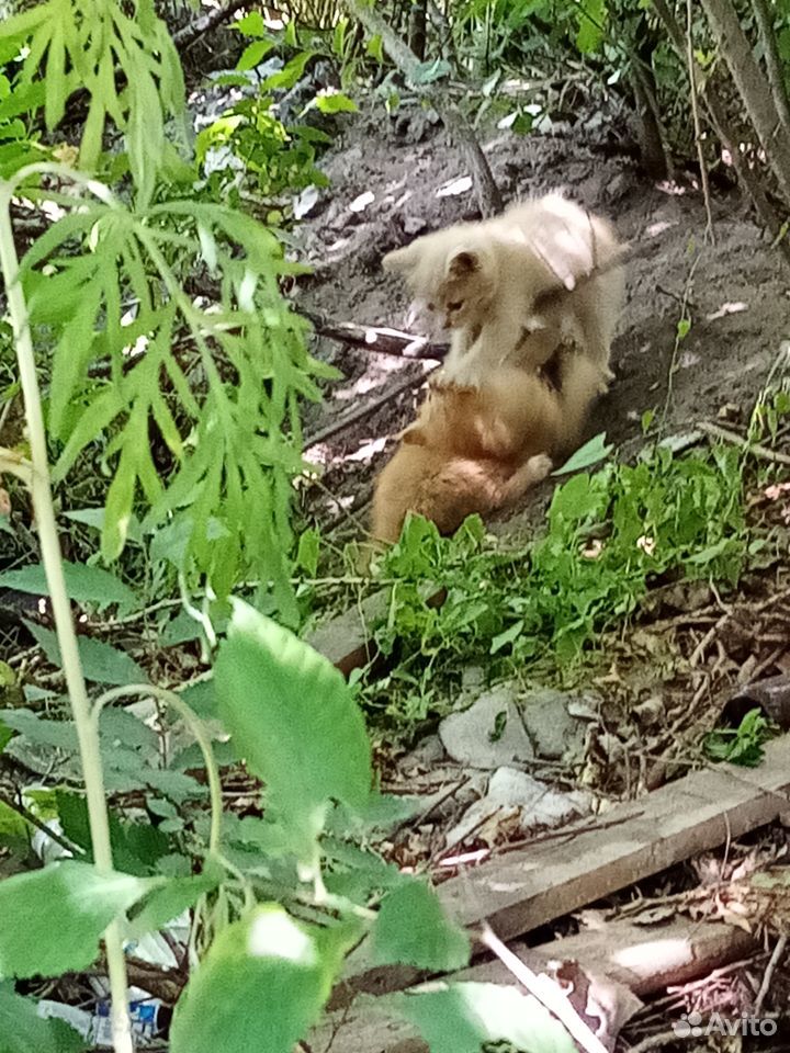 Пристраиваем в добрые руки 4 кото детей возраста 1