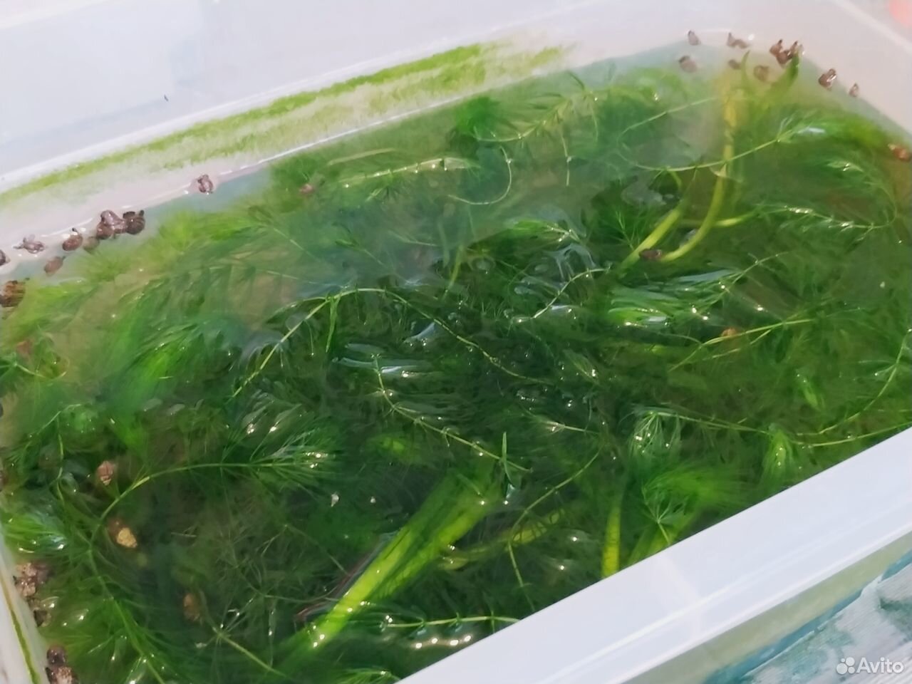 Водоросли для аквариума