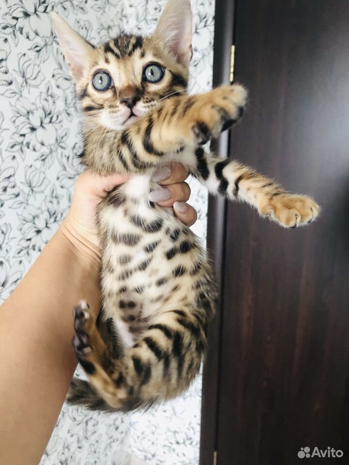 Бенгальская