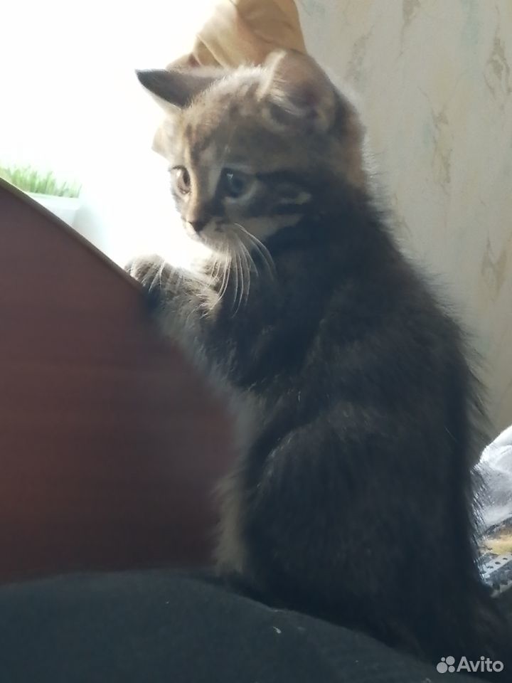 Котенок в добрые руки