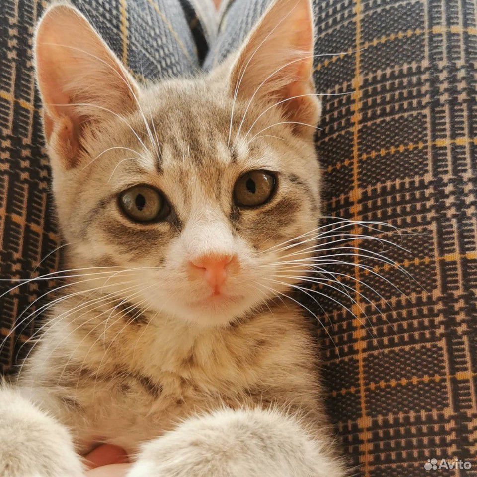 Котенок девочка