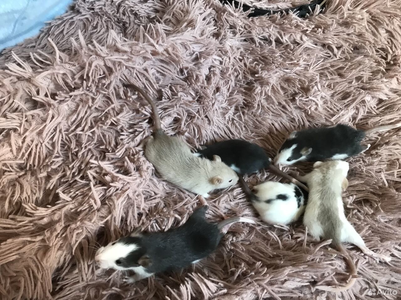 Ручные крысята дамбо