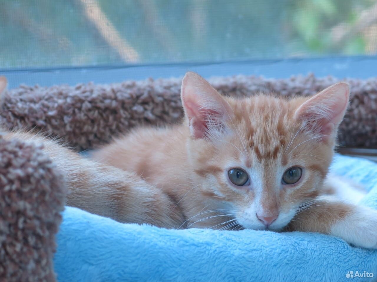 Рыжий котёнок Вилли 2,5 месяца в добрые руки