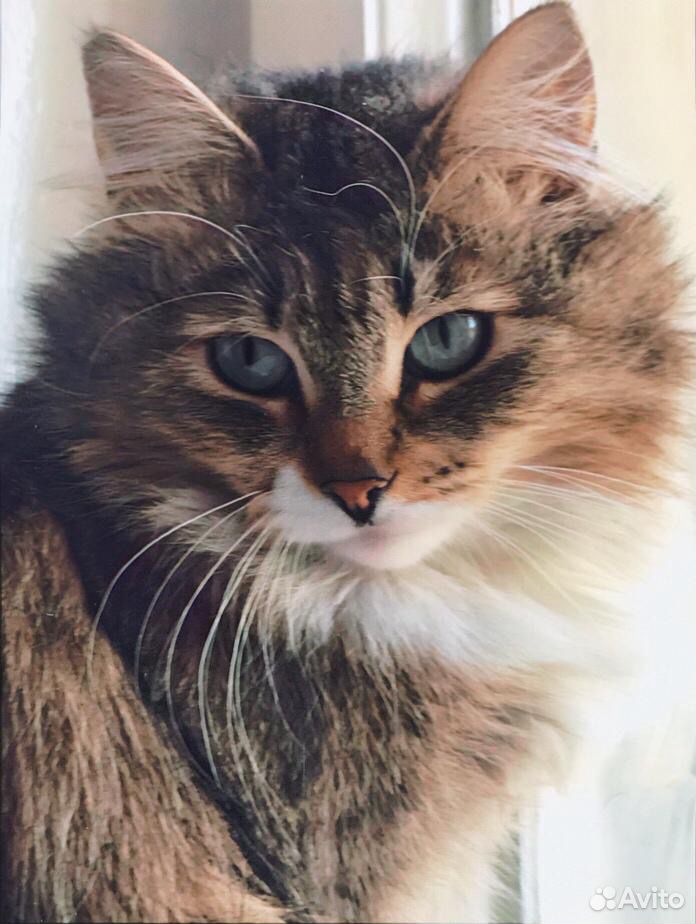 Робкая Голубоглазка ищет свой дом