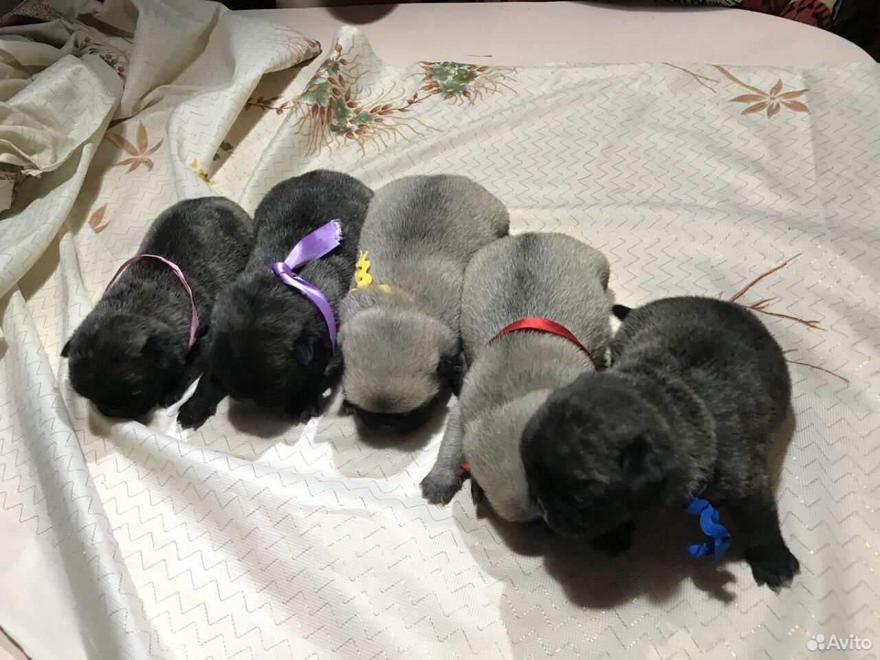 Щенки мопса